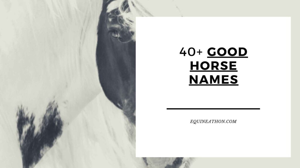 [40] Good Horse Names – Male, Female, Black, Brown, White Horses ...