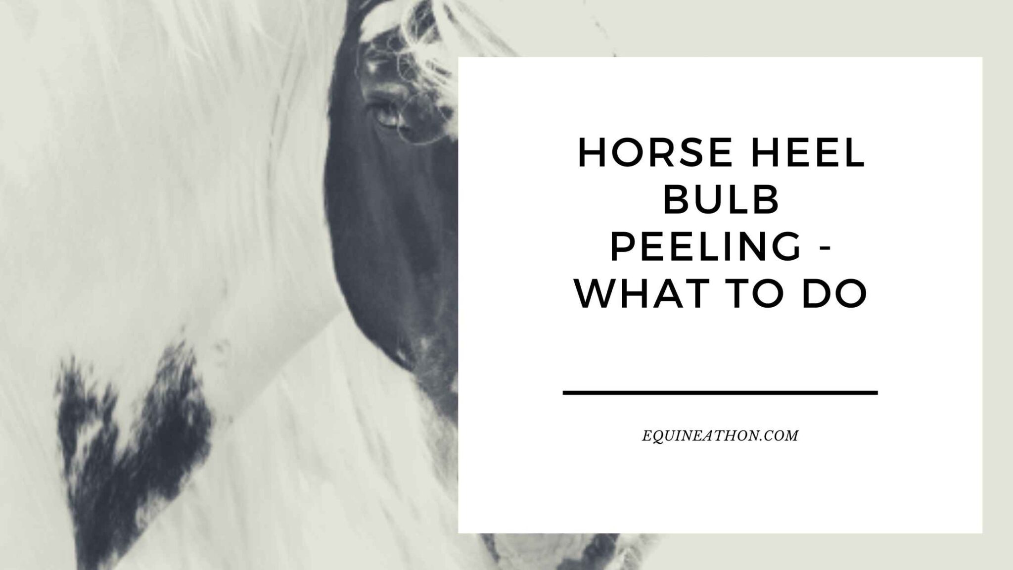 How to Jack Off a Horse – Semen Collection Guide! – equineathon.com