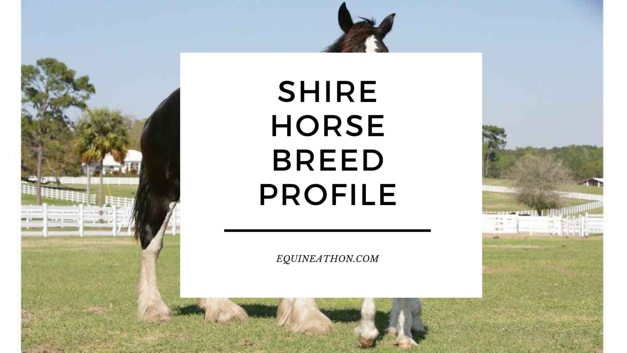 Shire Horse Characteristics – A Gentle Giant’s Tale – equineathon.com