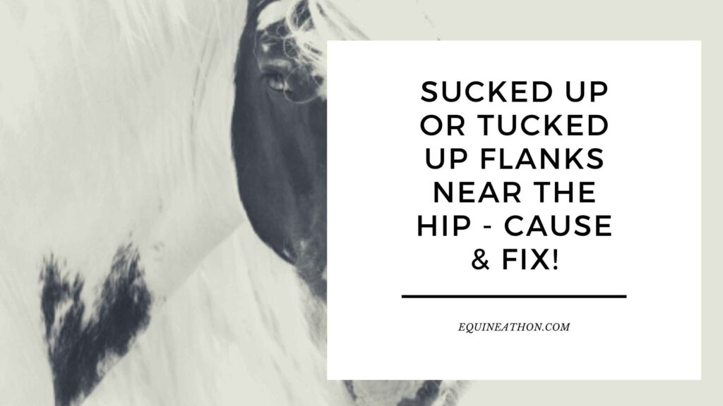 Sucked up or Tucked up Flanks Near the Hip: What Does It Mean for Your ...